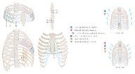 Chest wall - Knowledge @ AMBOSS