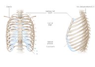 Thoracic spine and rib osteopathy - Knowledge @ AMBOSS