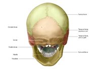 Skull fractures - Knowledge @ AMBOSS