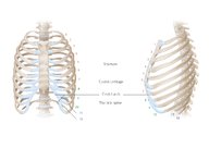 Thoracic spine and rib osteopathy - Knowledge @ AMBOSS
