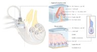 The ear - Knowledge @ AMBOSS