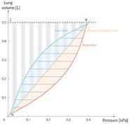 Respiratory physiology - Knowledge @ AMBOSS