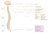 Abdominal cavity - Knowledge @ AMBOSS