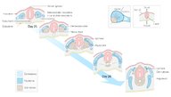 Embryogenesis - Knowledge @ AMBOSS