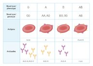 Transfusion - Knowledge @ AMBOSS