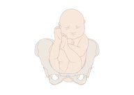 Normal labor and delivery - Knowledge @ AMBOSS