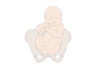 Normal labor and delivery - Knowledge @ AMBOSS