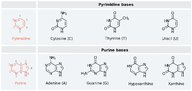 Purines and pyrimidines - Knowledge @ AMBOSS