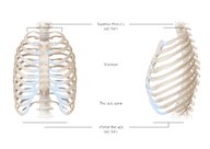 Chest wall - Knowledge @ AMBOSS