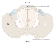 Normal labor and delivery - Knowledge @ AMBOSS