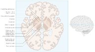 The cerebral cortex, meninges, basal ganglia, and ventricular system ...