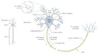 The cerebral cortex, meninges, basal ganglia, and ventricular system ...