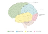 Overview of stroke - Knowledge @ AMBOSS