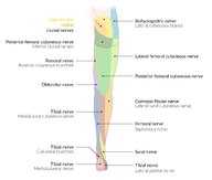 The leg, ankle, and foot - Knowledge @ AMBOSS