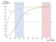 Erythrocyte morphology and hemoglobin - Knowledge @ AMBOSS