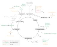 Citric acid cycle - Knowledge @ AMBOSS
