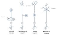 The cerebral cortex, meninges, basal ganglia, and ventricular system ...
