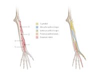 Forearm, wrist, and hand - Knowledge @ AMBOSS