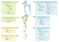 Physiology of the kidney - Knowledge @ AMBOSS