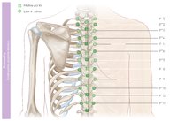Strain-counterstrain - Knowledge @ AMBOSS