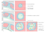 The placenta, umbilical cord, and amniotic sac - Knowledge @ AMBOSS
