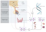 Thyroid gland and parathyroid glands - Knowledge @ AMBOSS