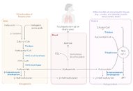 Lipids and their metabolism - Knowledge @ AMBOSS