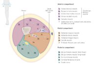 Thigh, knee, and popliteal fossa - Knowledge @ AMBOSS
