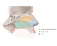 Nose and sinuses - Knowledge @ AMBOSS