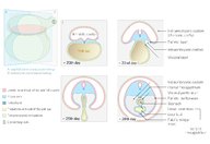 Abdominal cavity - Knowledge @ AMBOSS