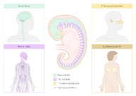 Embryogenesis - Knowledge @ AMBOSS