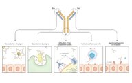 Adaptive immune system - Knowledge @ AMBOSS