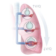 Respiratory physiology - Knowledge @ AMBOSS