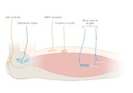 Spinal cord tracts and reflexes - Knowledge @ AMBOSS