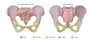 Pelvic and sacral osteopathy - Knowledge @ AMBOSS