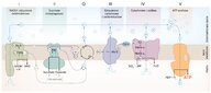 Redox chemistry - Knowledge @ AMBOSS