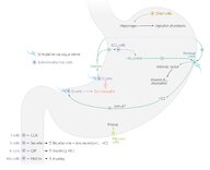 Gastrointestinal tract - Knowledge @ AMBOSS