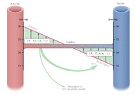 Peripheral edema - Knowledge @ AMBOSS