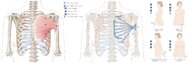 Shoulder and axilla - Knowledge @ AMBOSS