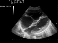 ABCDE approach - Knowledge @ AMBOSS