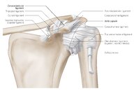 Shoulder and axilla - Knowledge @ AMBOSS