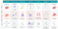Transfusion reactions - Knowledge @ AMBOSS