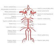 Cerebrovascular system - Knowledge @ AMBOSS