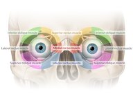 Ocular motility disorders and strabismus - Knowledge @ AMBOSS