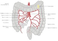 Large intestine - Knowledge @ AMBOSS