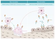 Bone tissue - Knowledge @ AMBOSS