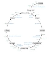Citric acid cycle - Knowledge @ AMBOSS