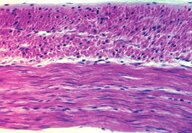 Muscle tissue - Knowledge @ AMBOSS