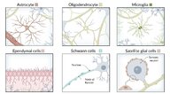 The cerebral cortex, meninges, basal ganglia, and ventricular system ...