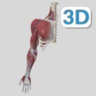 Forearm, wrist, and hand - Knowledge @ AMBOSS